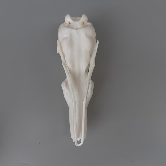 Anteater Skull