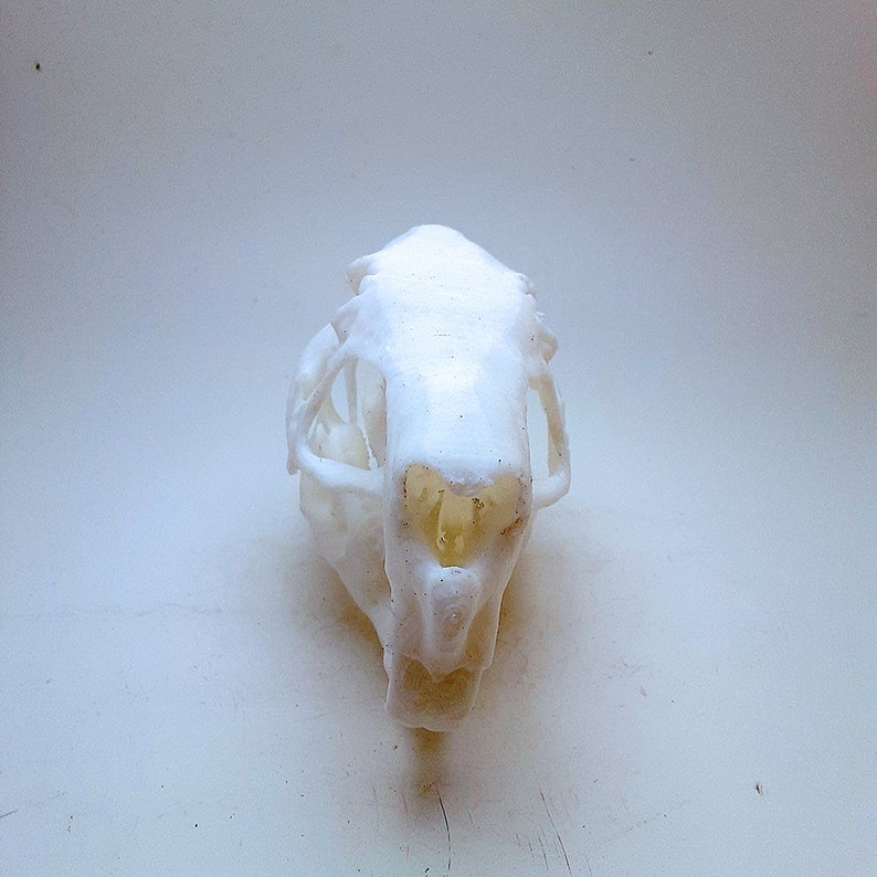 Capybara Skull | Etsy