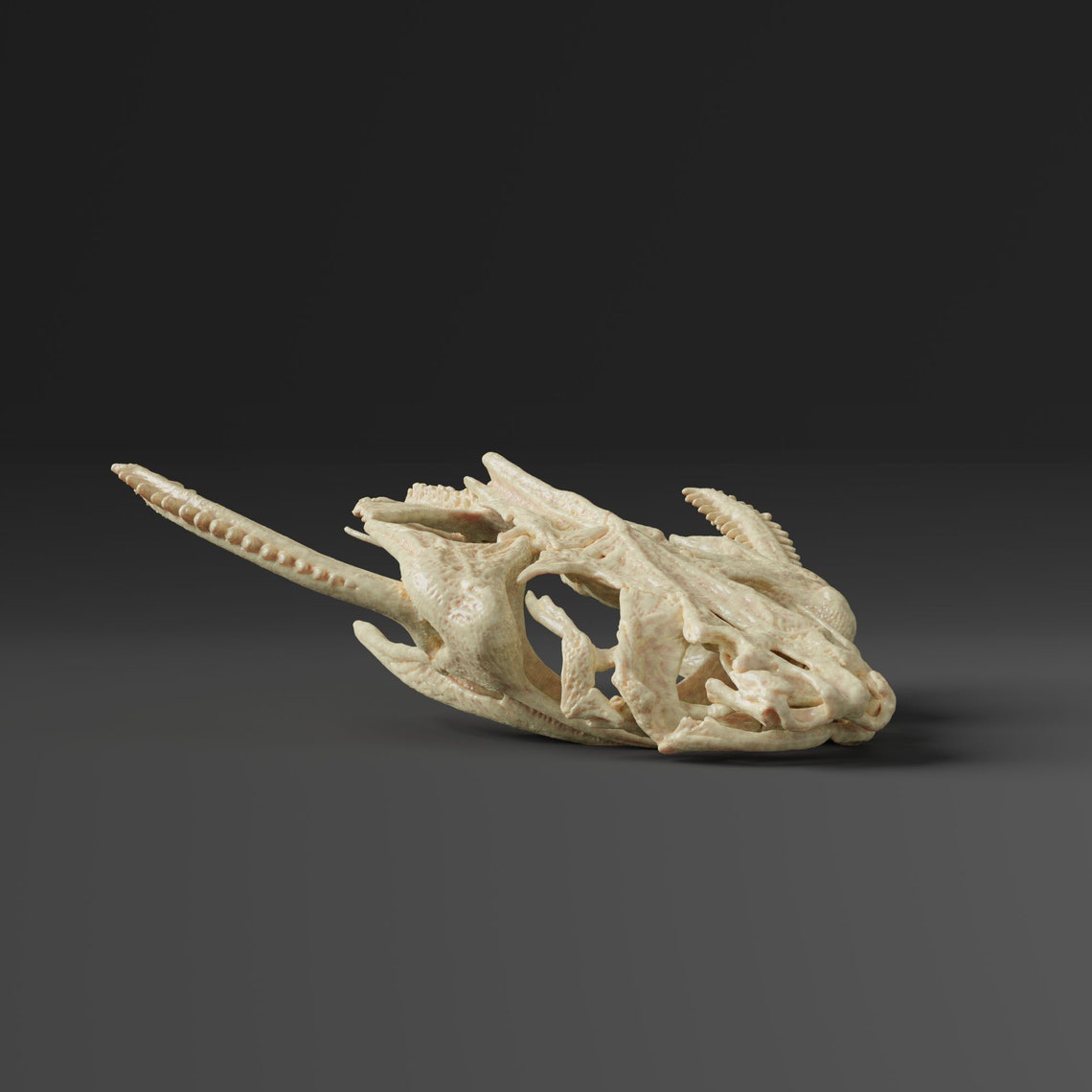 Banjo Catfish Skull Replica (museum Quality) - Etsy