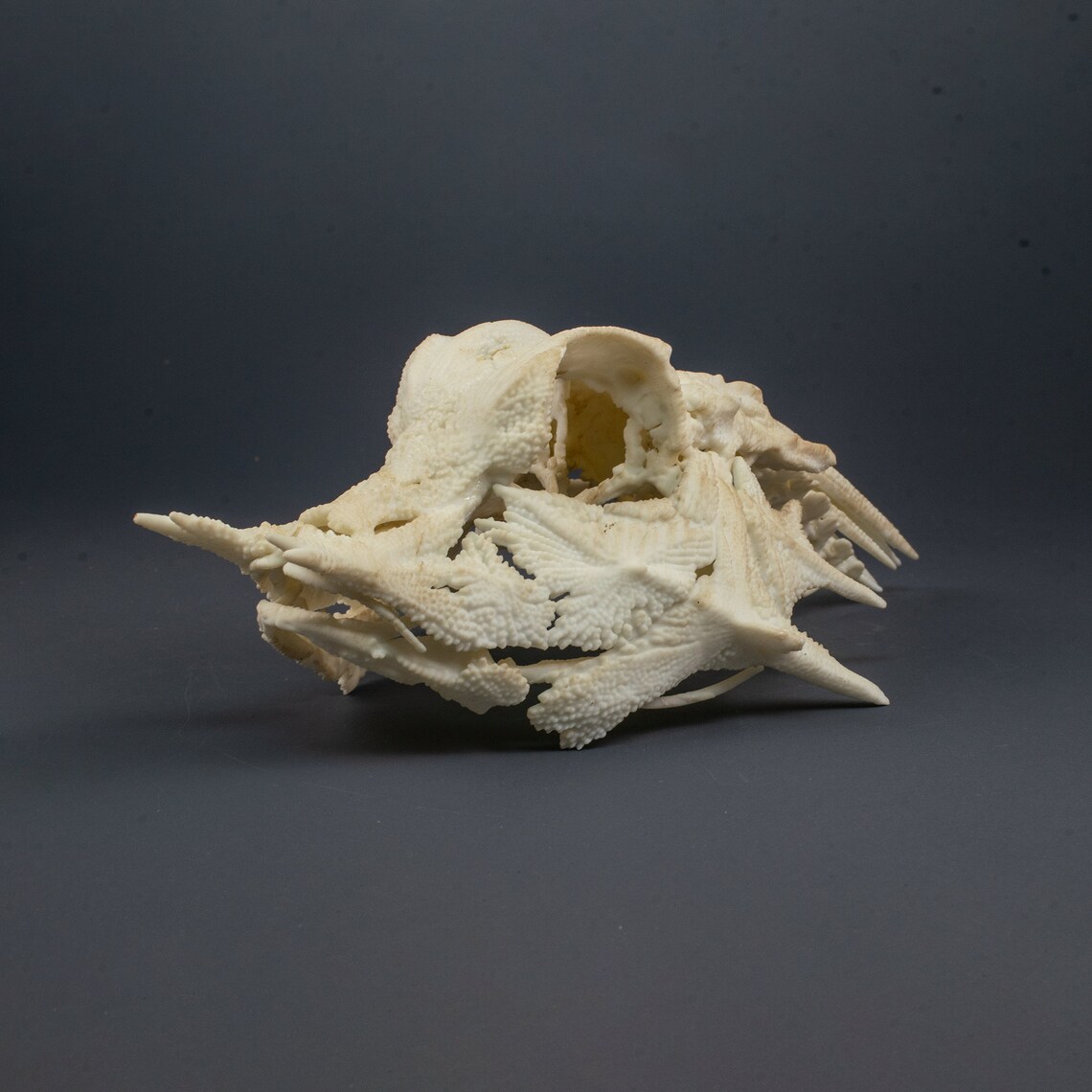 Horned Sea Robin Skull Replica museum Quality - Etsy