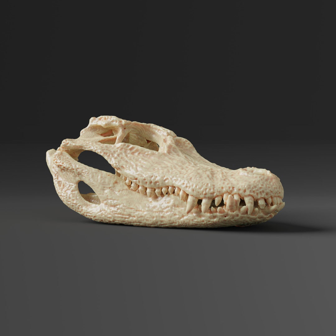 Chinese Alligator Skull Replica (museum Quality) - Etsy