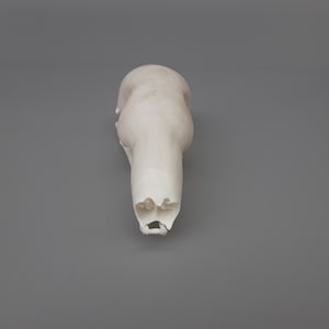 2/3 Scale Giant Anteater Skull Replica museum Quality - Etsy