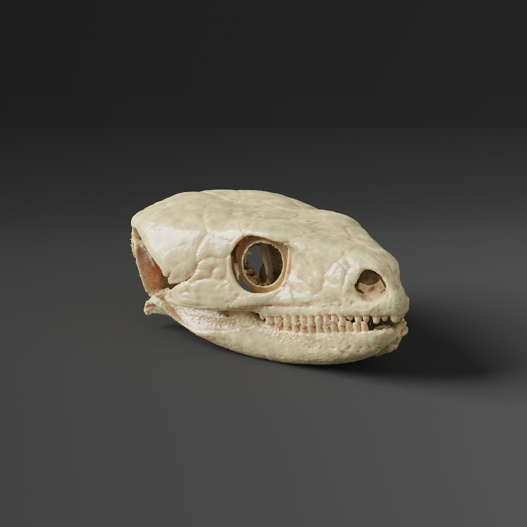 Yellow-spotted Night Lizard Skull Replica (museum Quality) - Etsy