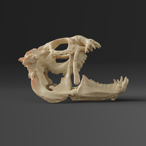 Wolf Eel Skull Real Pacu Fish Skeleton, Gothic Home Decor, Oddities