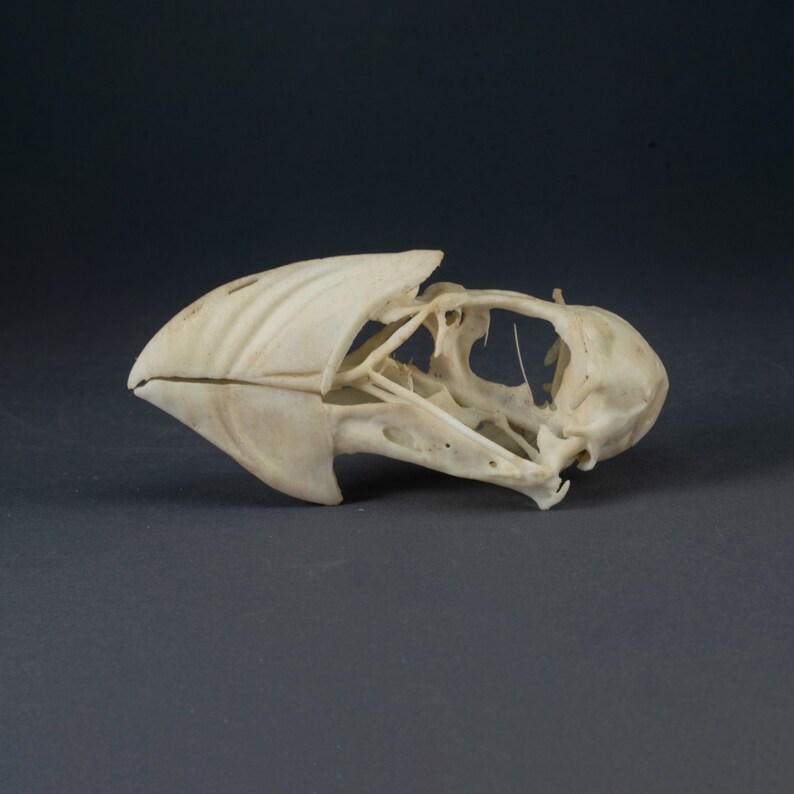 Atlantic Puffin Skull Replica museum Quality - Etsy