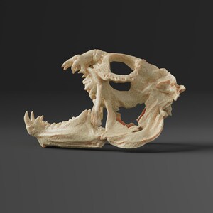 Atlantic Wolf Fish Skull Replica (museum Quality) - Etsy