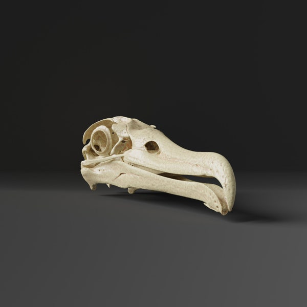 Jackal Skull - Etsy
