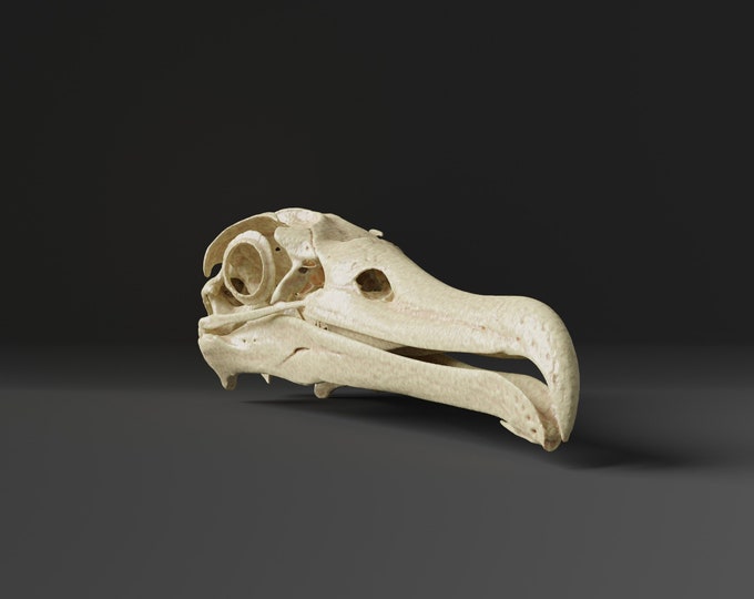 Black-footed Albatross Skull Replica museum Quality - Etsy