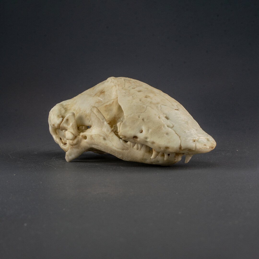 Florida Worm Lizard Skull Replica (museum Quality) - Etsy