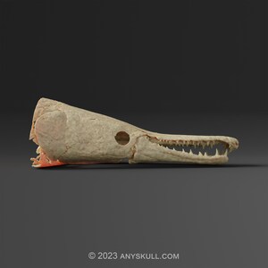 Alligator Gar Skull Replica (museum Quality) - Etsy
