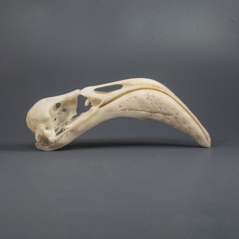Flamingo Skull Replica museum Quality - Etsy