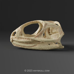 Tuatara Skull Replica (museum Quality) - Etsy