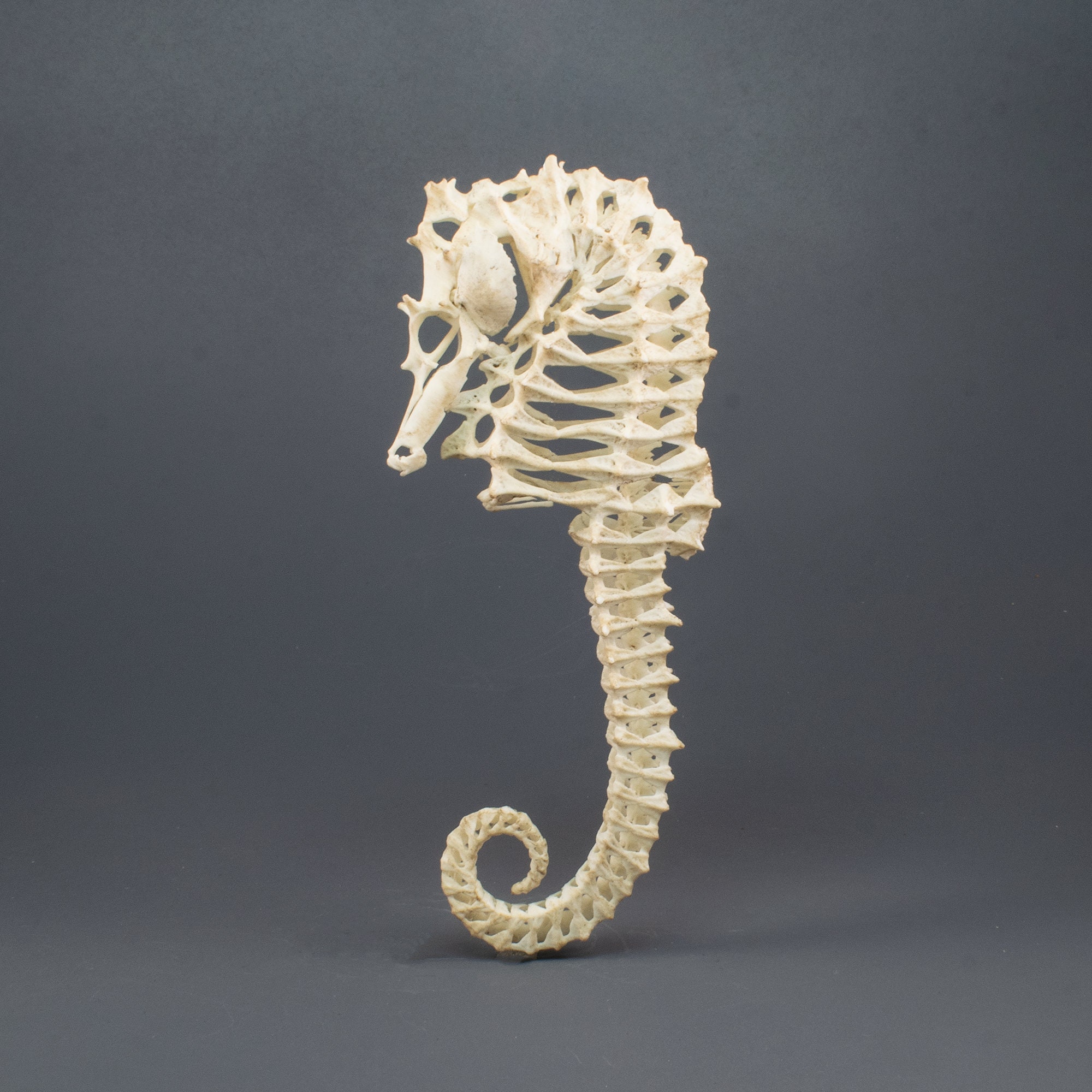 Large 12" Tall Lined Seahorse Skeleton Replica (museum Quality) - Etsy
