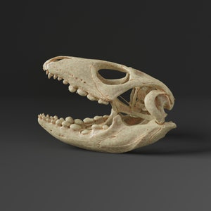 Northern Caiman Lizard Skull Replica (museum Quality) - Etsy