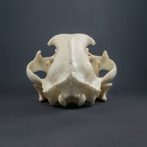 Lion Skull Front