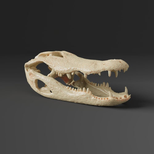 Alligator Snapping Turtle Skull Replica - Etsy