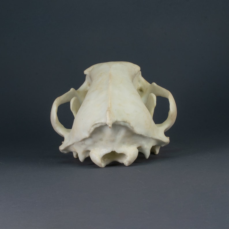 Wolverine north American Skull Replica - Etsy