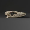 Puma or Mountain Lion Skull Replica museum Quality - Etsy