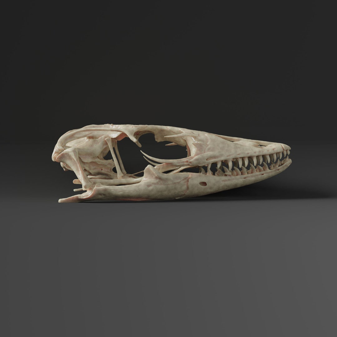 Asian Water Monitor Skull Replica (museum Quality) - Etsy