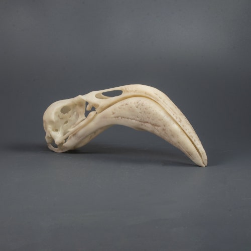 Siamang Black-furred Gibbon Skull Replica | Etsy