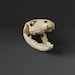 2/3 Scale Harp Seal Skull Replica museum Quality - Etsy
