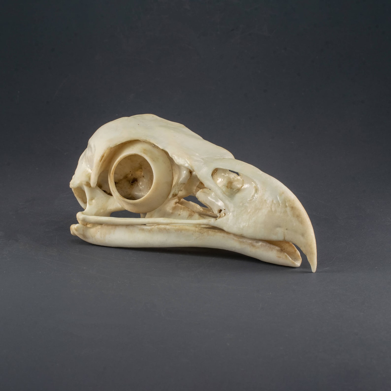 Bald Eagle Skull Replica museum Quality - Etsy