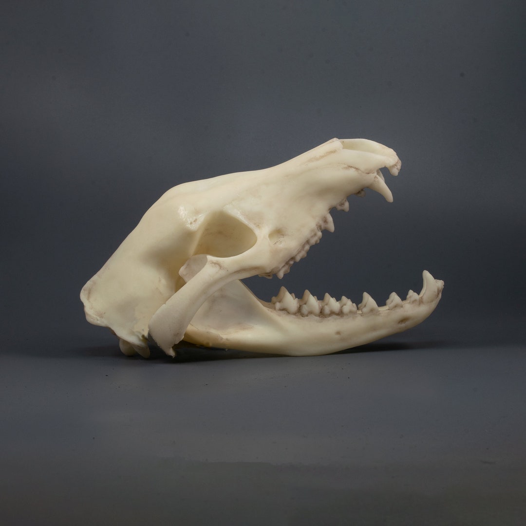 Tasmanian Tiger Skull Replica (museum Quality) - Etsy