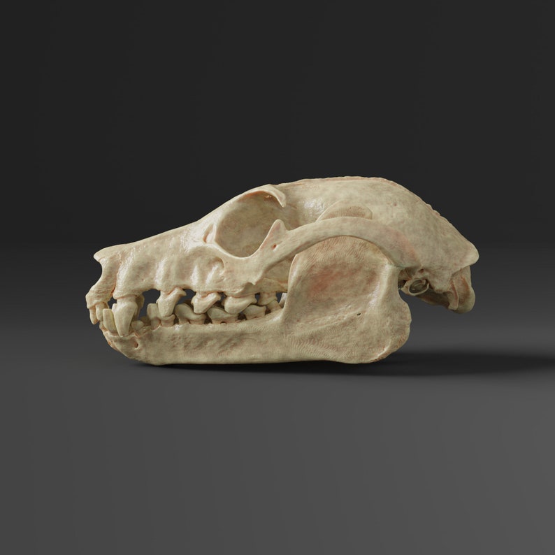 Giant Golden-crowned Flying Fox Bat Skull Replica (museum Quality) - Etsy