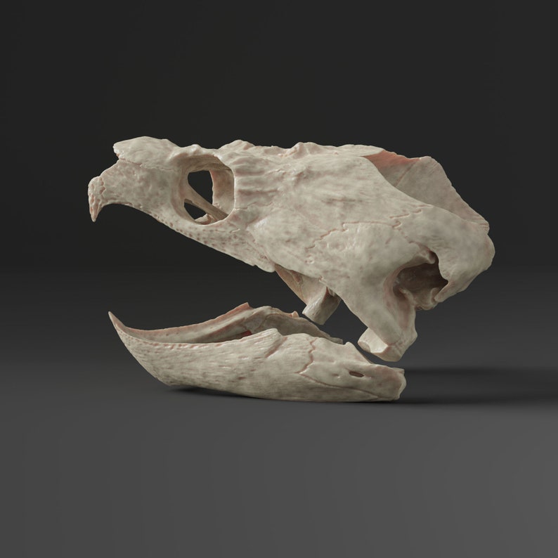 Alligator Snapping Turtle Skull Replica | Etsy