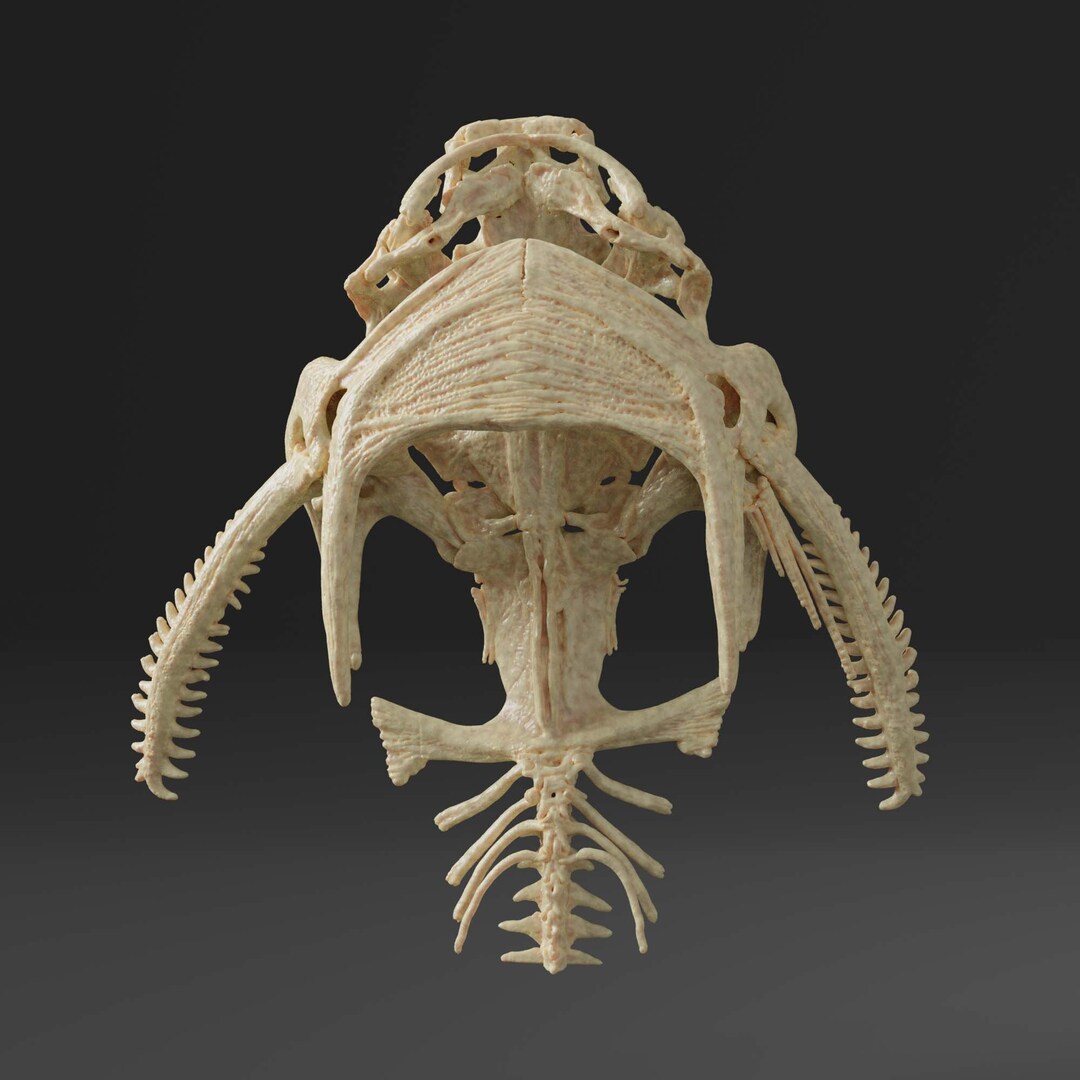 Banjo Catfish Skull Replica (museum Quality) - Etsy