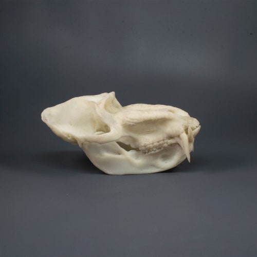 Mandrill Baboon Monkey Skull Replica | Etsy