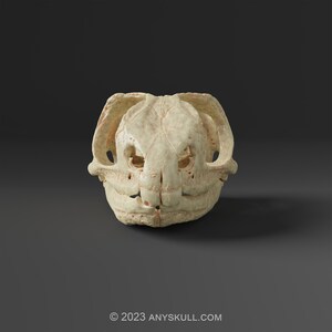 Tuatara Skull Replica (museum Quality) - Etsy