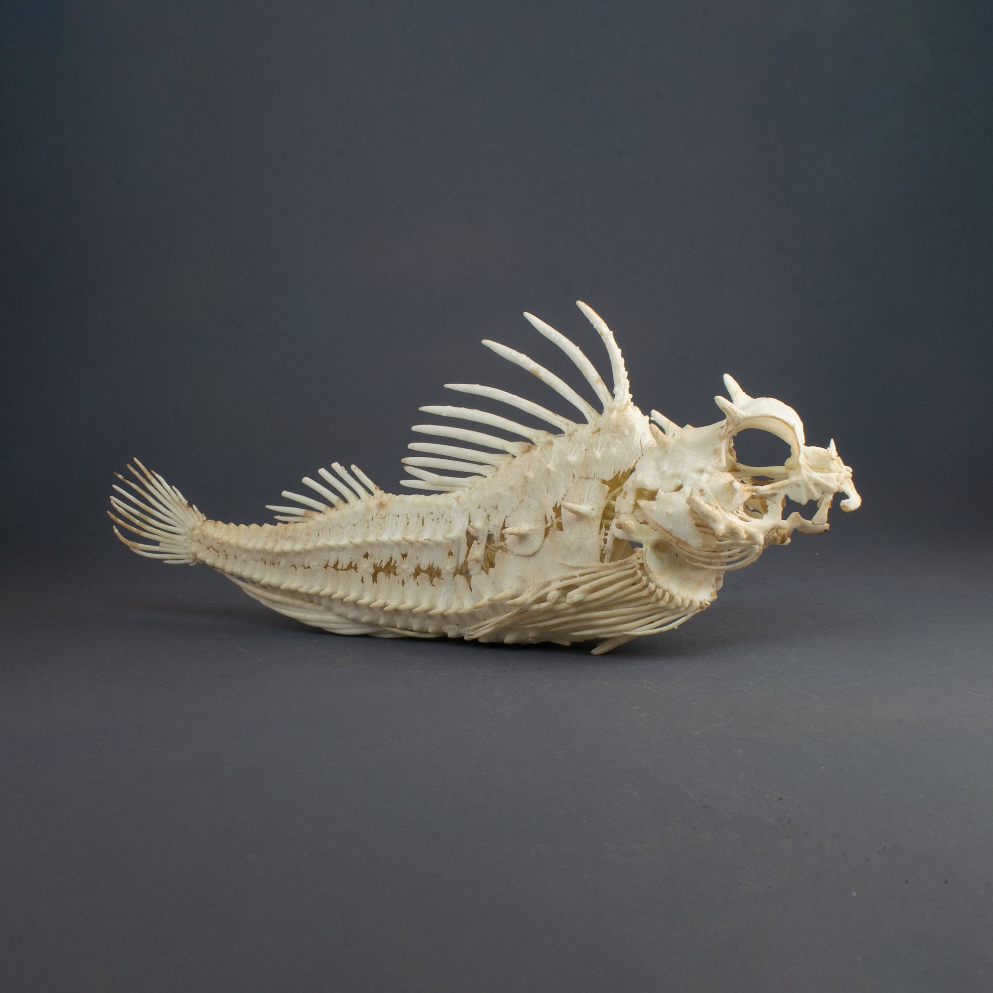 Bony Fish Skeleton