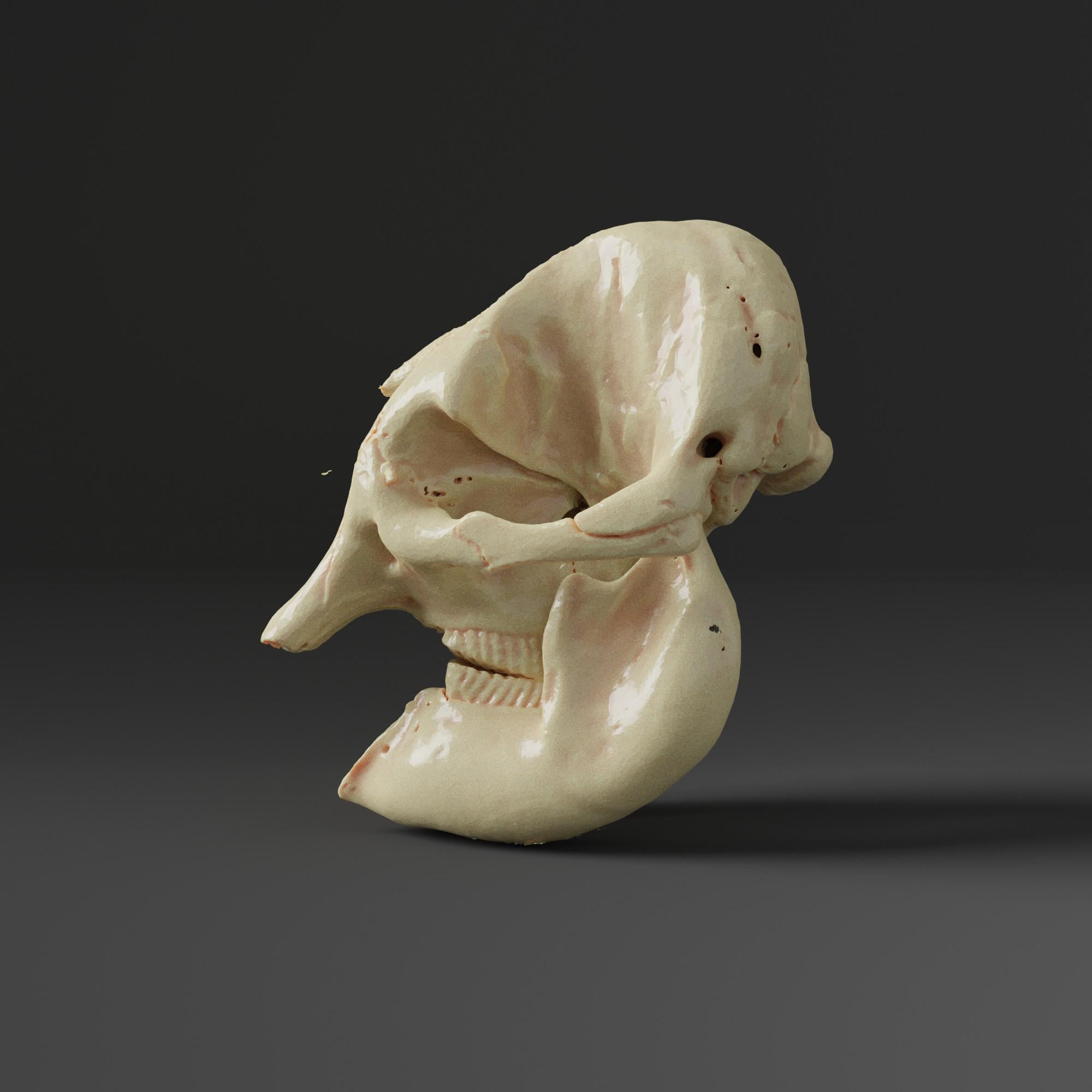 Asian Elephant Skull Replica (museum Quality) - Etsy UK