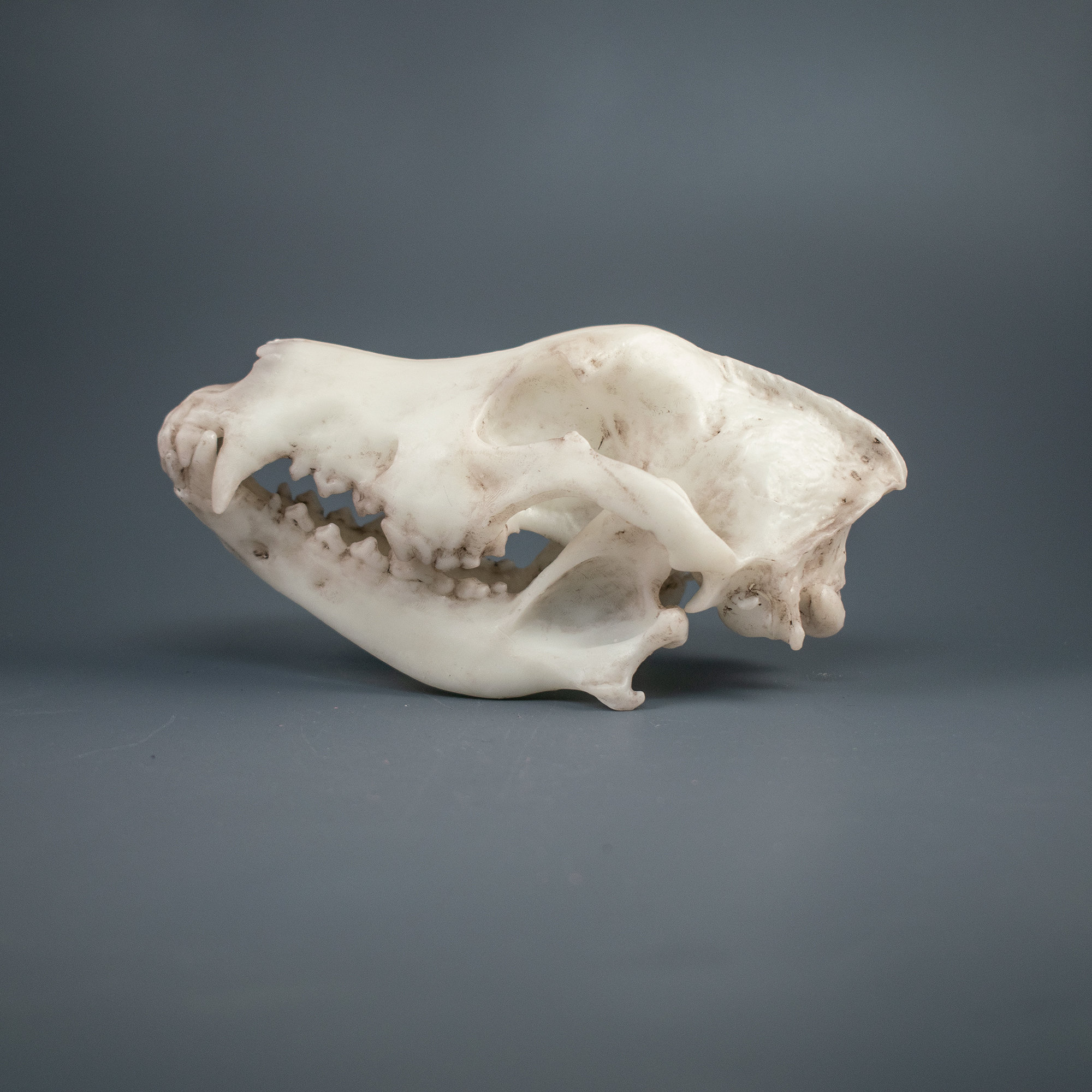 Labrador Retriever Skull Replica museum Quality - Etsy