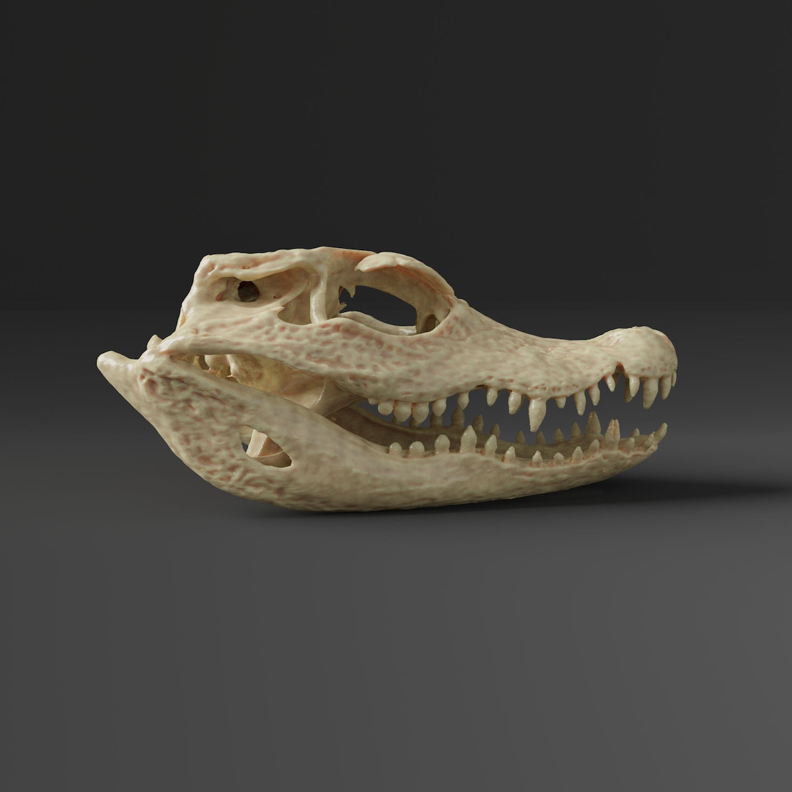 Dwarf Crocodile Skull Replica museum Quality - Etsy