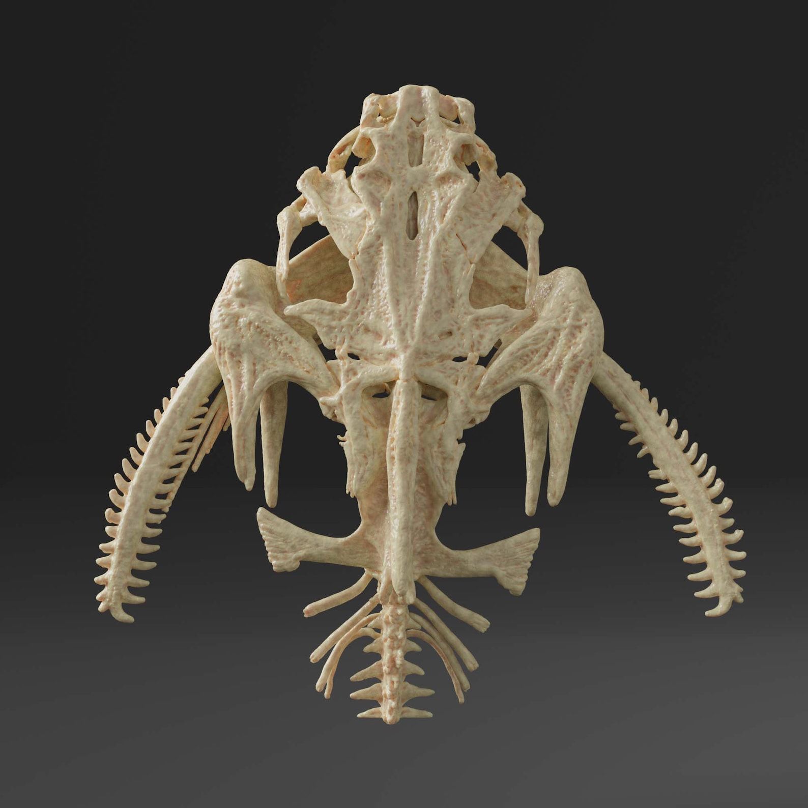 Banjo Catfish Skull Replica (museum Quality) - Etsy