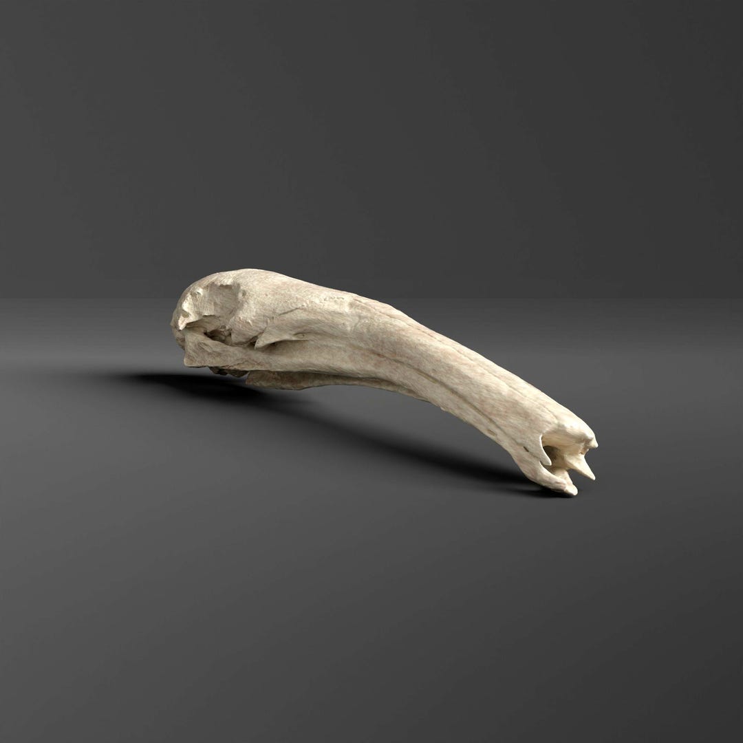 Giant Anteater Skull Replica (museum Quality) - Etsy