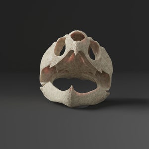 Alligator Snapping Turtle Skull Replica | Etsy