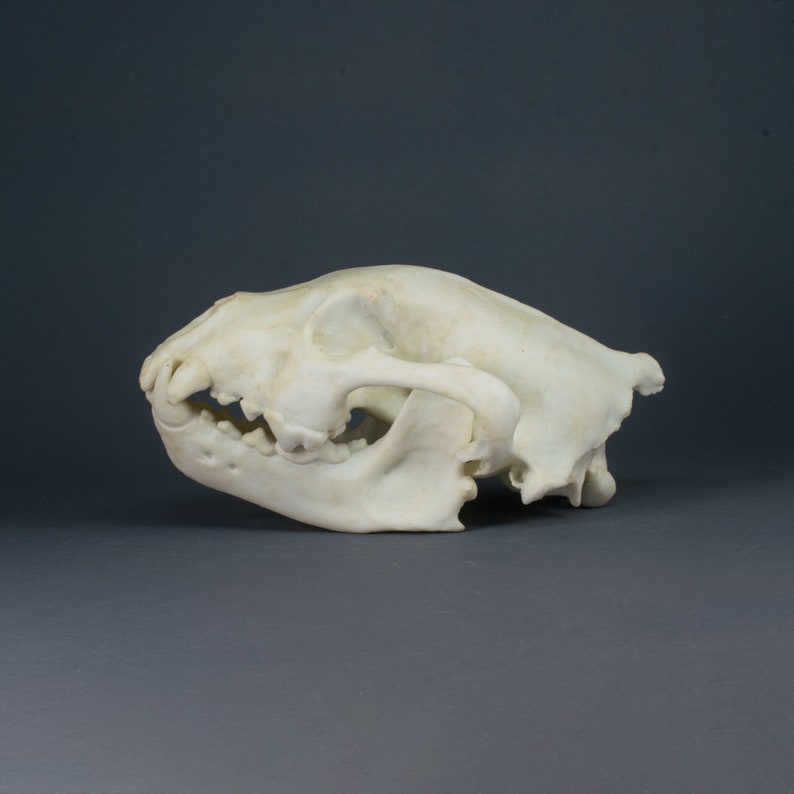 Wolverine north American Skull Replica - Etsy
