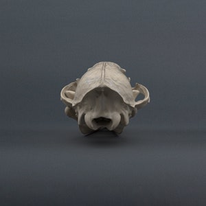 Tanuki Skull Replica (museum Quality) - Etsy