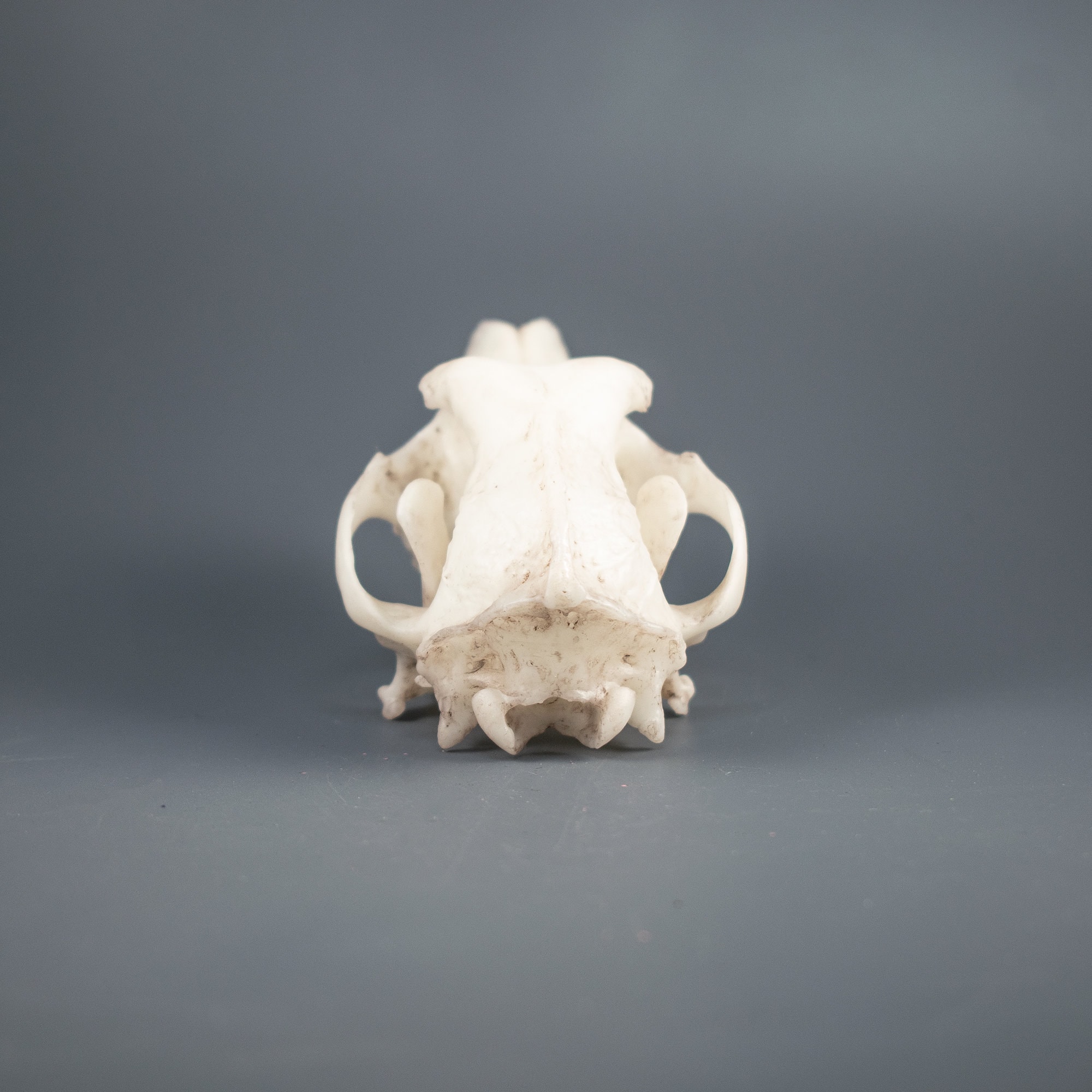 Labrador Retriever Skull Replica museum Quality - Etsy