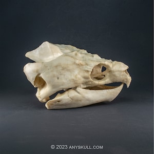 2/3 Scale Alligator Snapping Turtle Skull Replica museum Quality - Etsy