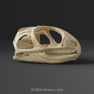 Tuatara Skull Replica (museum Quality) - Etsy