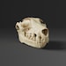 2/3 Scale Harp Seal Skull Replica museum Quality - Etsy