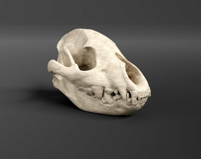 Huge Spotted Hyena Skull Replica - Etsy