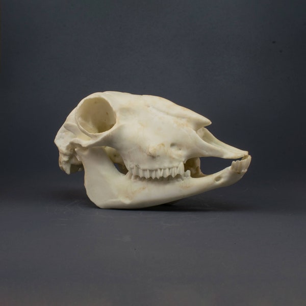 Sheep Skull - Etsy