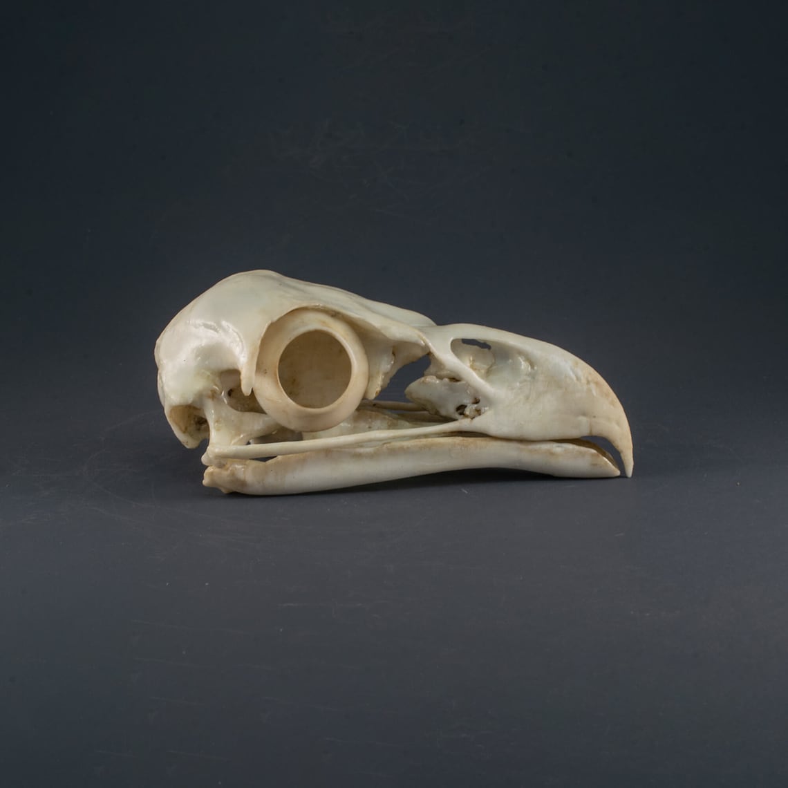 Bald Eagle Skull Replica museum Quality - Etsy