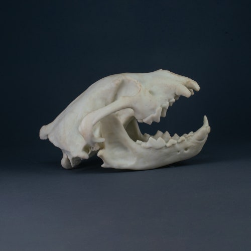 Huge North American Black Bear Replica Skull Cast - Etsy