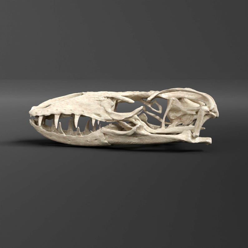 Crocodile Monitor Lizard Skull Replica (museum Quality) - Etsy